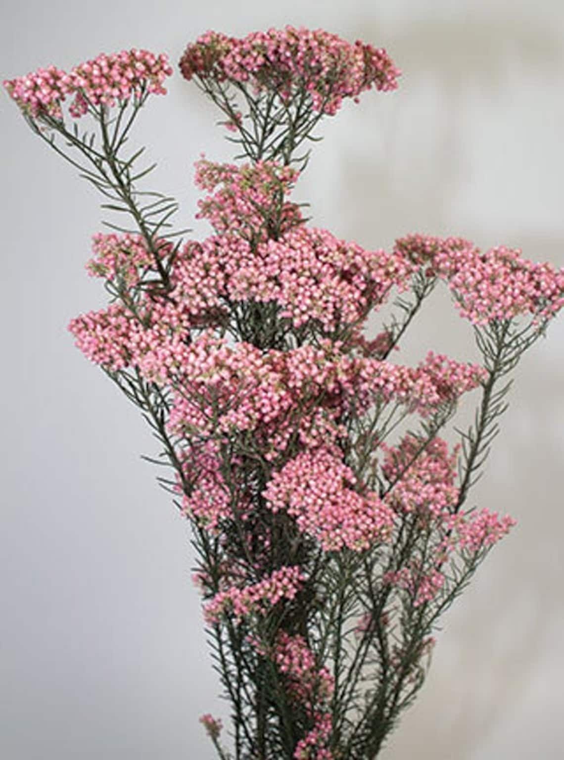 Rice Flower Preserved Rice Flower Pink Rice Flower | Etsy