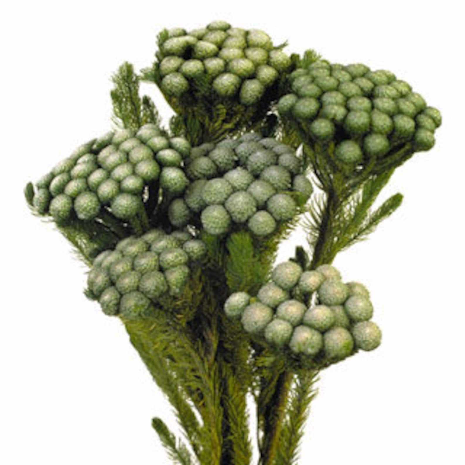 Preserved Bruina Aspen Brunia Yellow/green Brunia Natural | Etsy