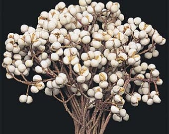 Tallow Berries | Etsy