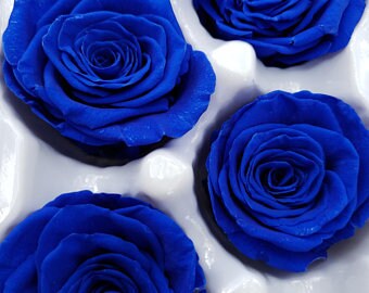 Royal Blue Preserved Roses - Etsy