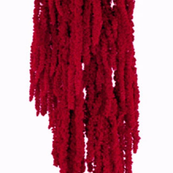 Dried Amaranthus - Etsy