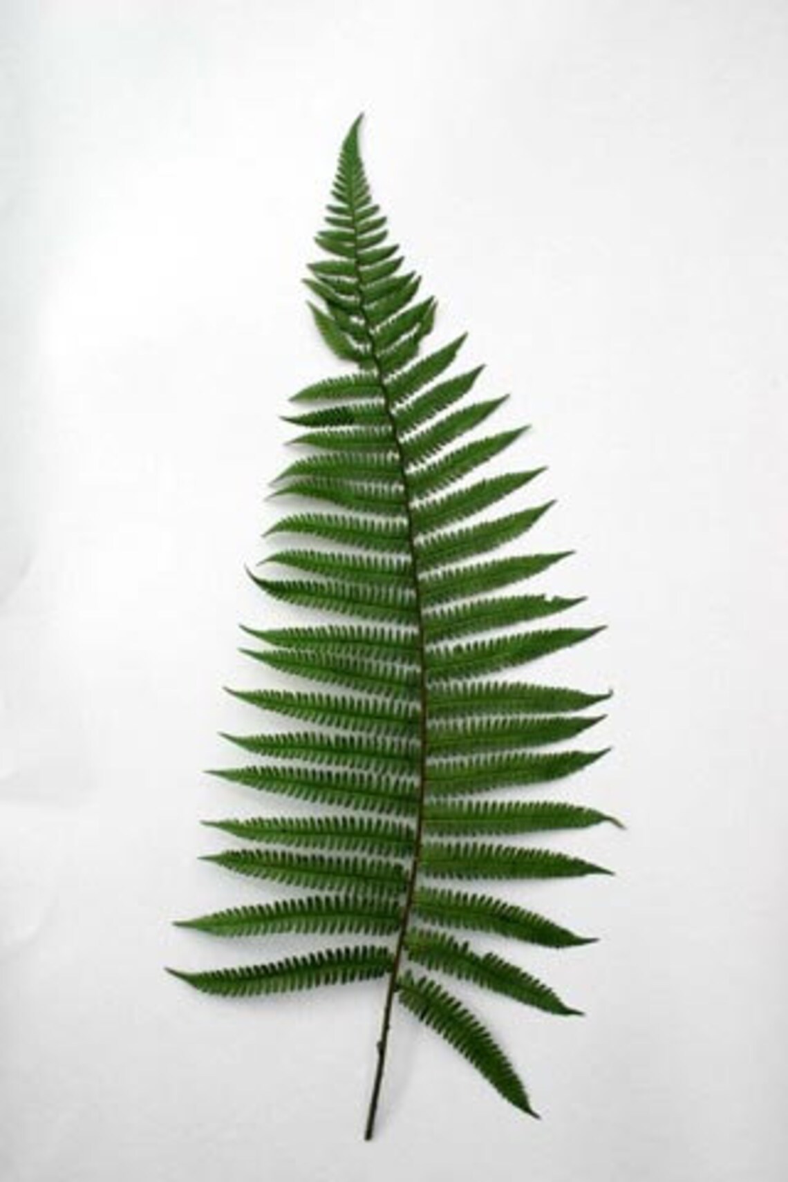 Preserved Fern Parchment Fern Preserved Parchment Fern - Etsy