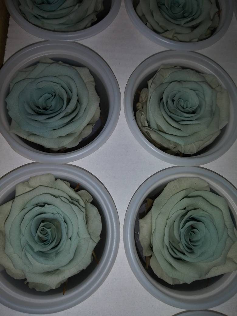 Preserved Roses Dusty Blue Garden Roses Dusty Blue Real - Etsy