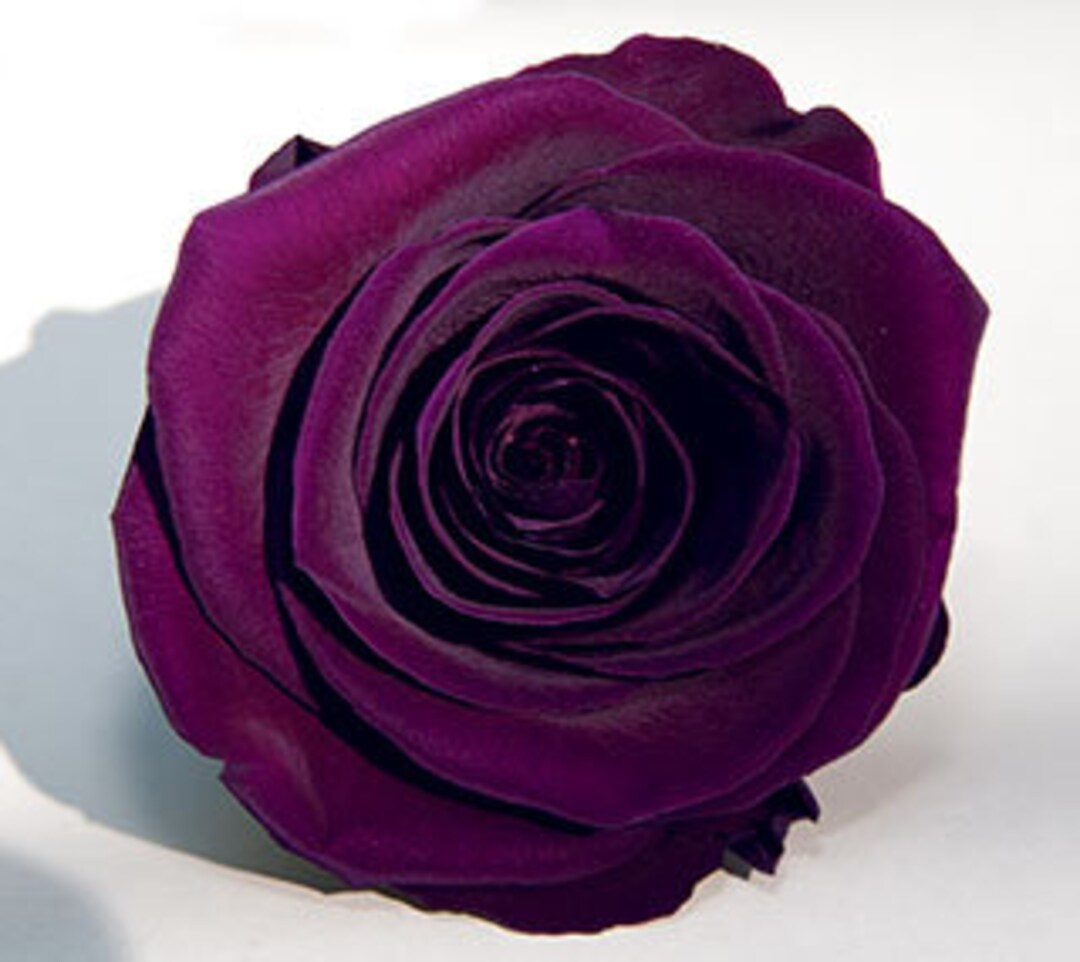 Preserved Roses Rose Purple Garden Roses Real Roses - Etsy