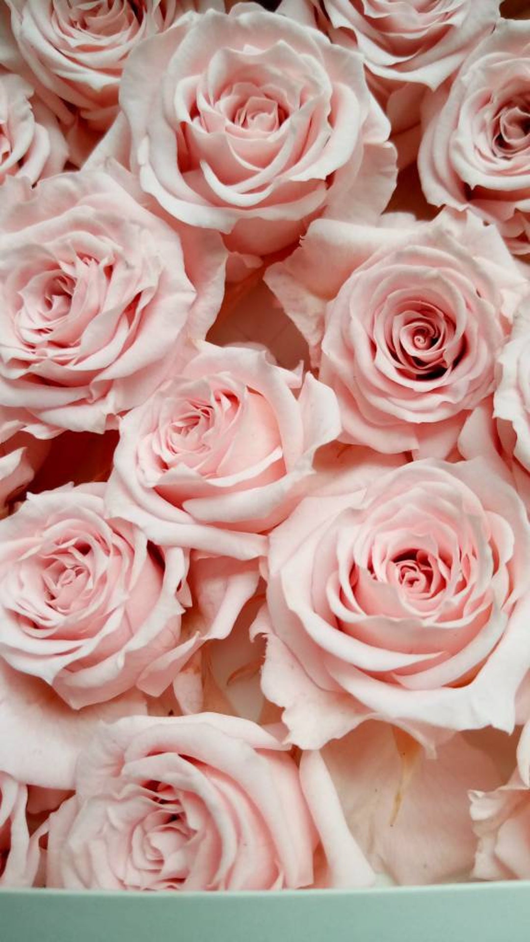 Preserved Roses Pink Garden Roses Real Light Pink Roses - Etsy UK