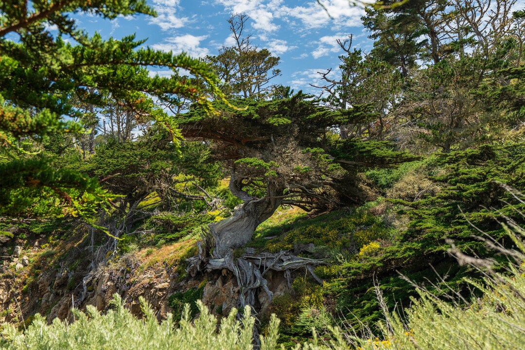 Point Lobos Cypress Tree Photograph, Carmel Coast Art Print - Etsy