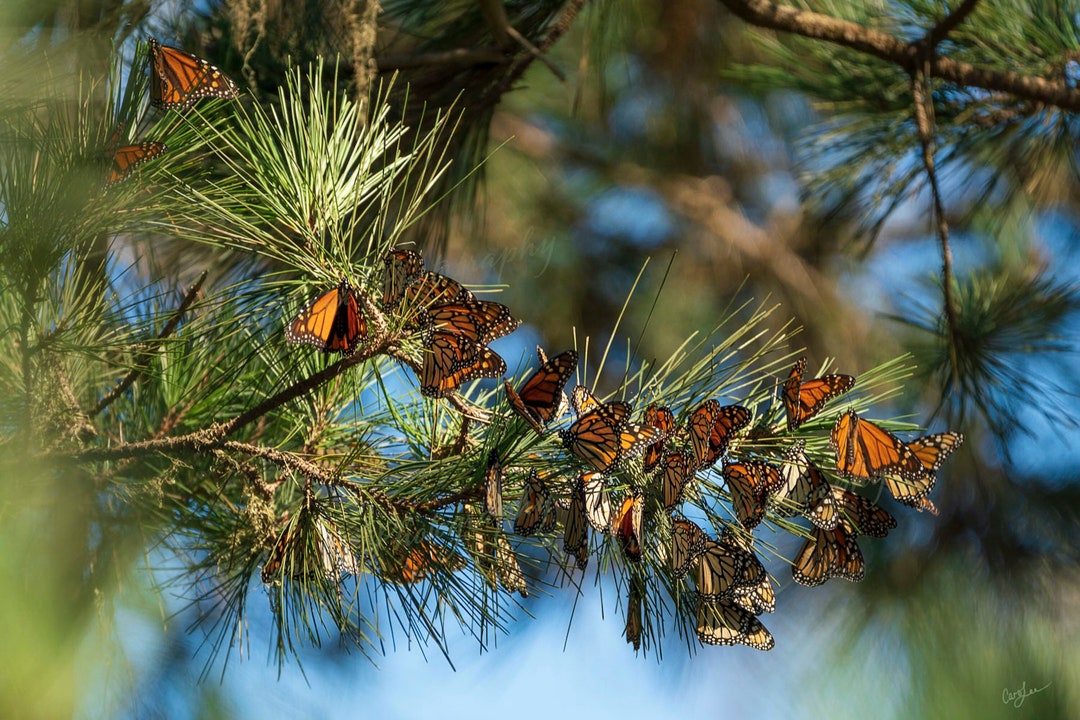 Monarch Butterflies Picture, Butterfly Photograph, Pacific Grove ...