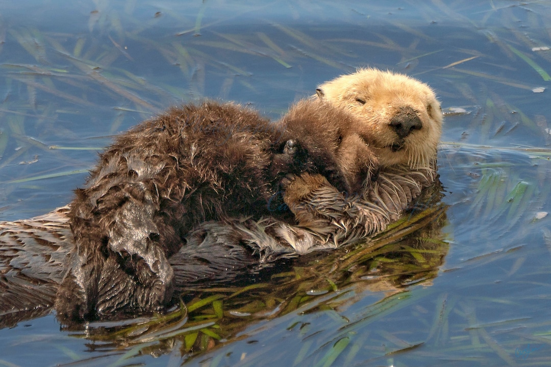 Sea Otter Mom and Pup Picture, Baby, Photograph, Morro Bay, Photo Print ...