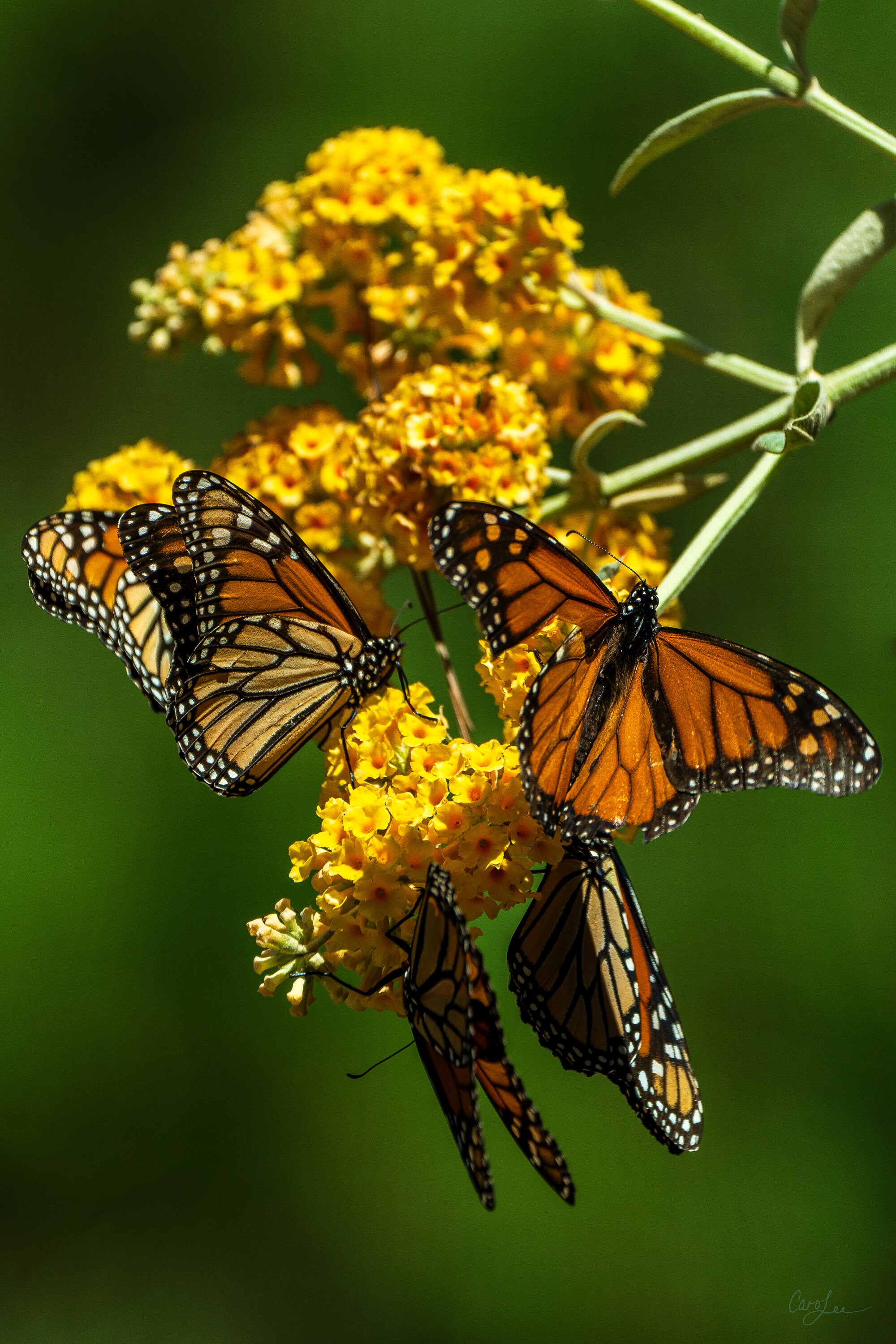 Monarch Butterflies Picture, Butterfly Photograph, Pacific Grove ...