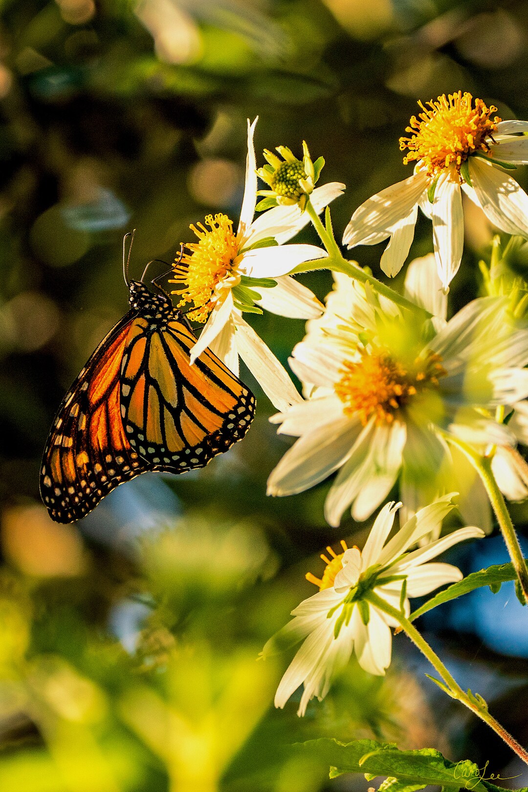 Monarch Butterflies Photo, Pacific Grove Butterfly Sanctuary, Butterfly ...