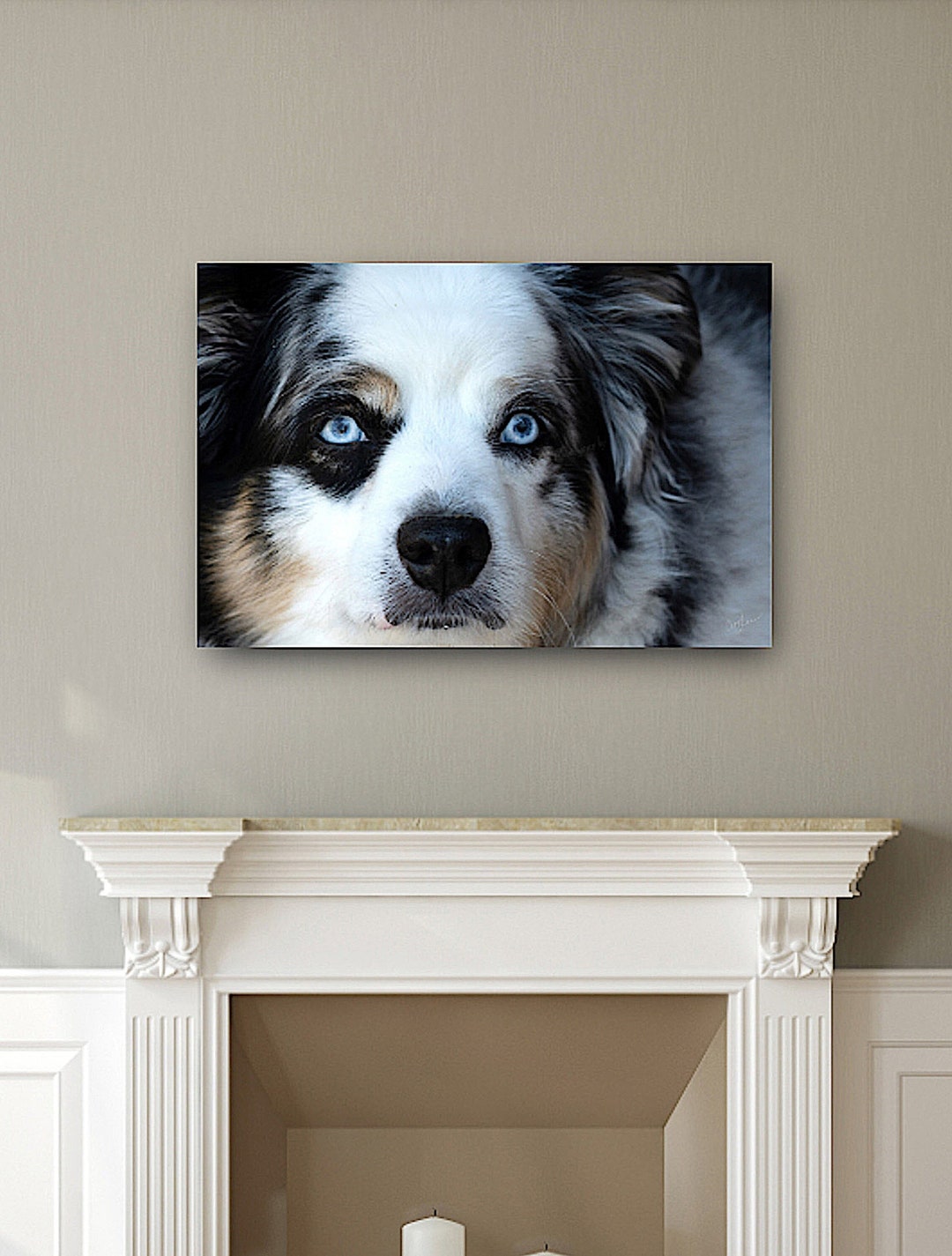Australian Shepherd, Mini Aussie, Blue Merle, Dog Lover, Photo Print ...