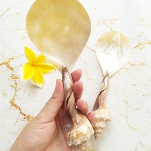 Sea Shells Serving Set, Shells Salad Spoon, Mother of Pearl Serving Set ...