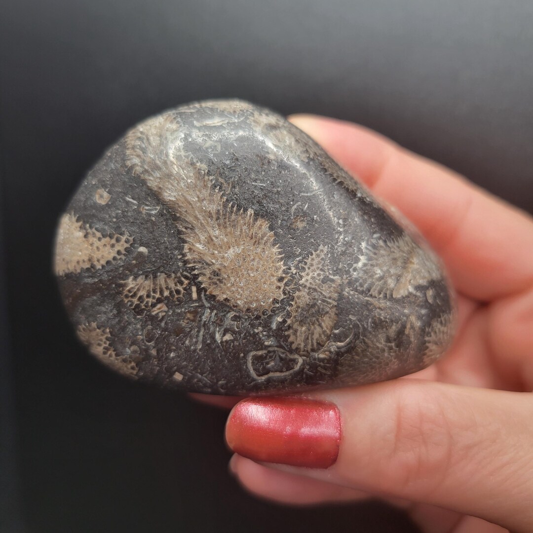 Rare Cladopora Fossil Specimen, Naturally Tumbled Fossil From Lake ...