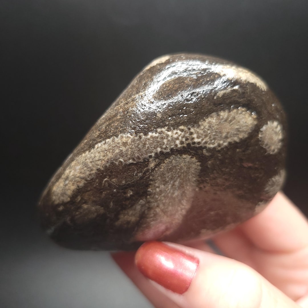Rare Cladopora Fossil Specimen, Naturally Tumbled Fossil From Lake ...