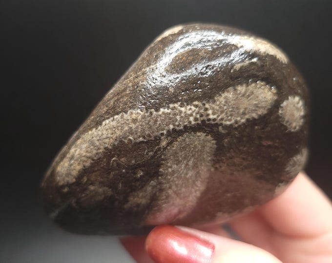 Rare Cladopora Fossil Specimen, Naturally Tumbled Fossil From Lake ...
