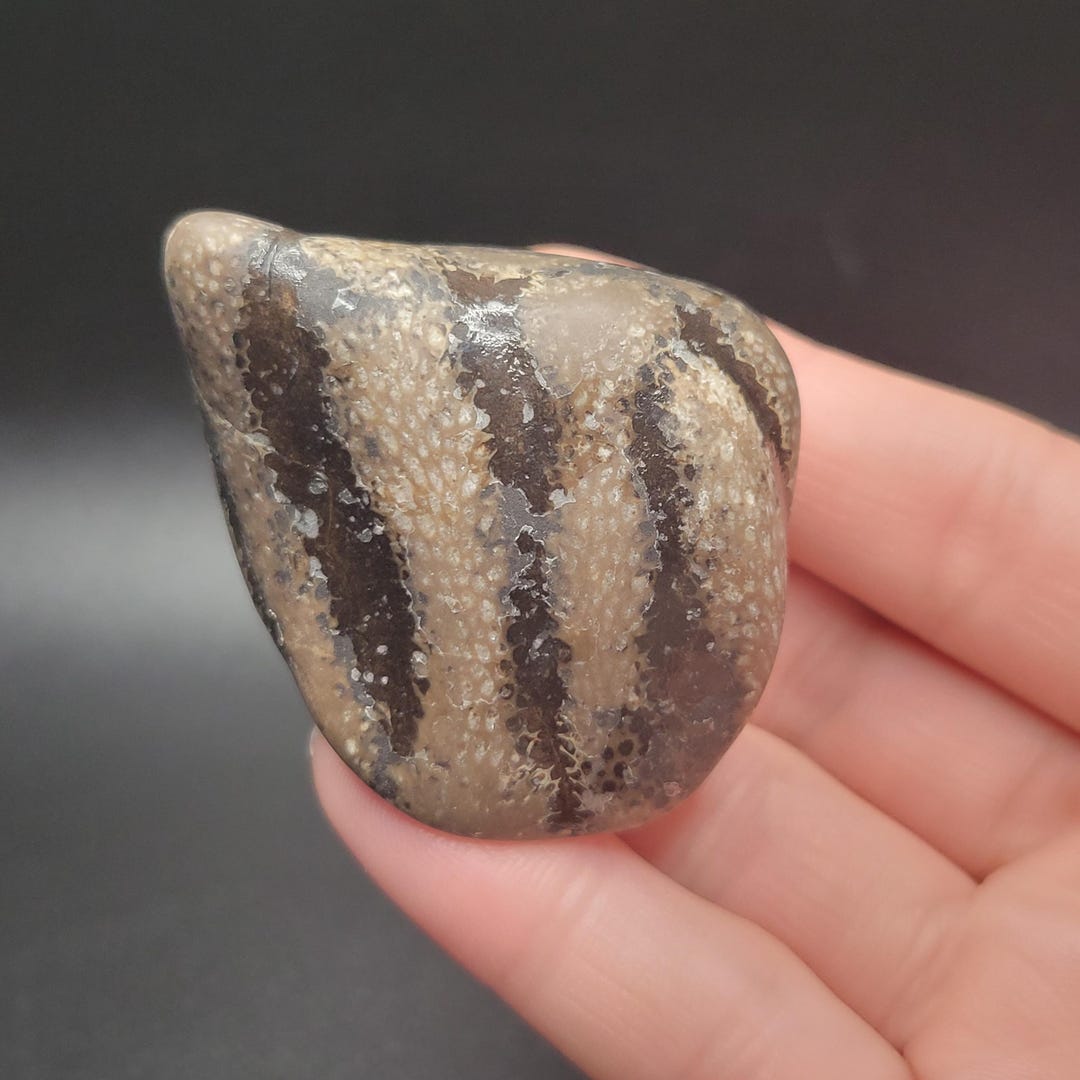 Rare Cladopora Fossil Specimen, Naturally Tumbled Fossil From Lake ...