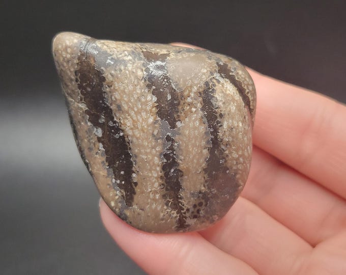 Rare Cladopora Fossil Specimen, Naturally Tumbled Fossil From Lake ...