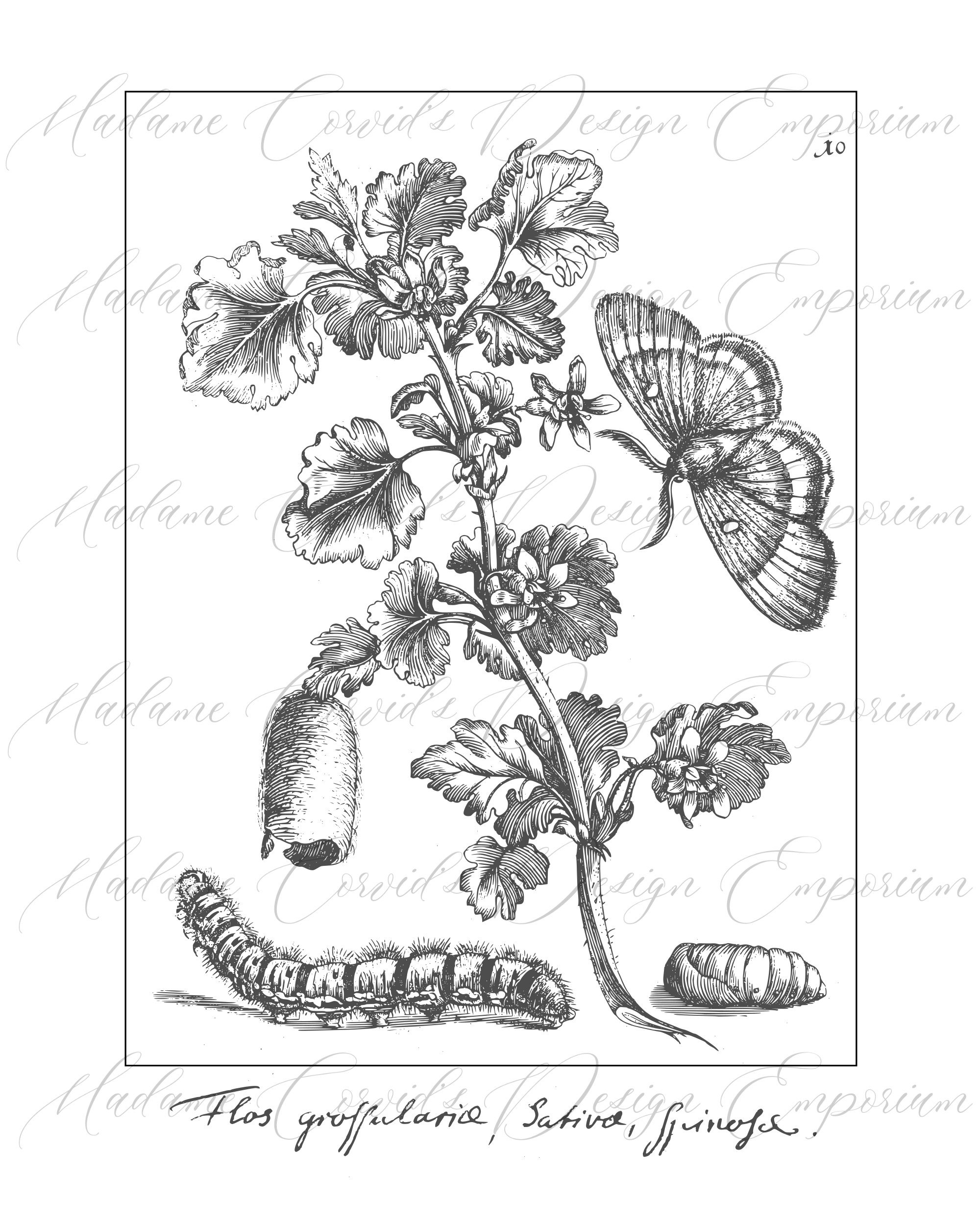 Coloring Pages - Maria Sibylla Merian Botanical Illustrations - Digital ...