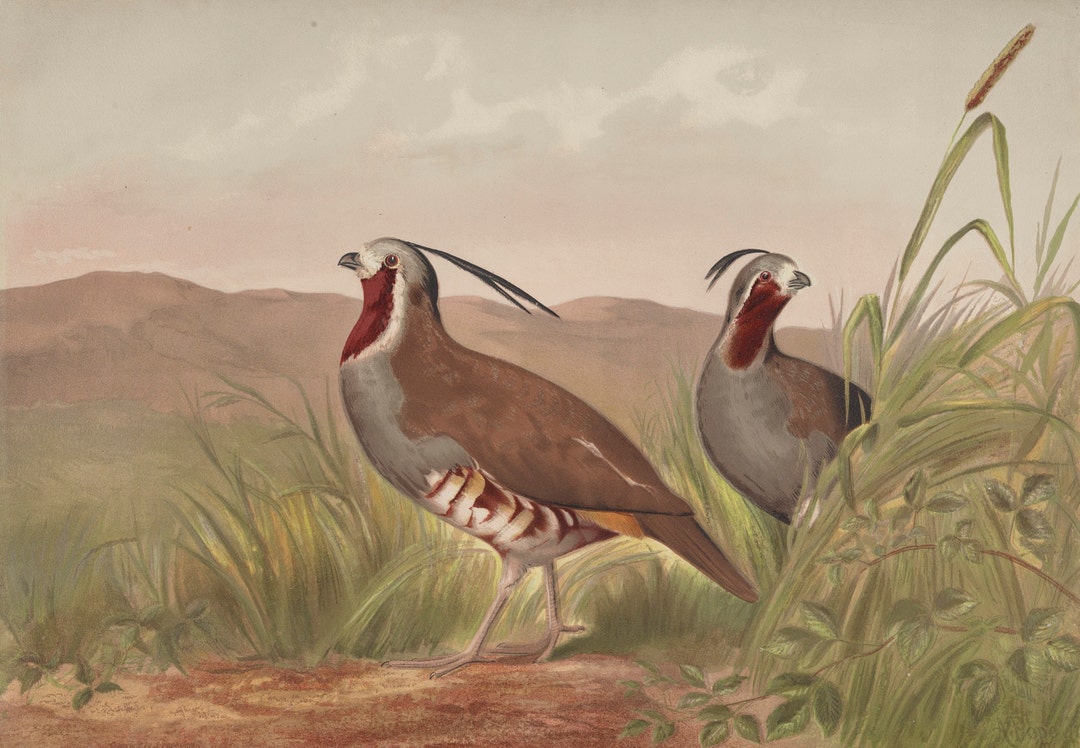 Quail Poster Print Vintage Art Home Duck Hunting Waterfowl Gift Decor ...