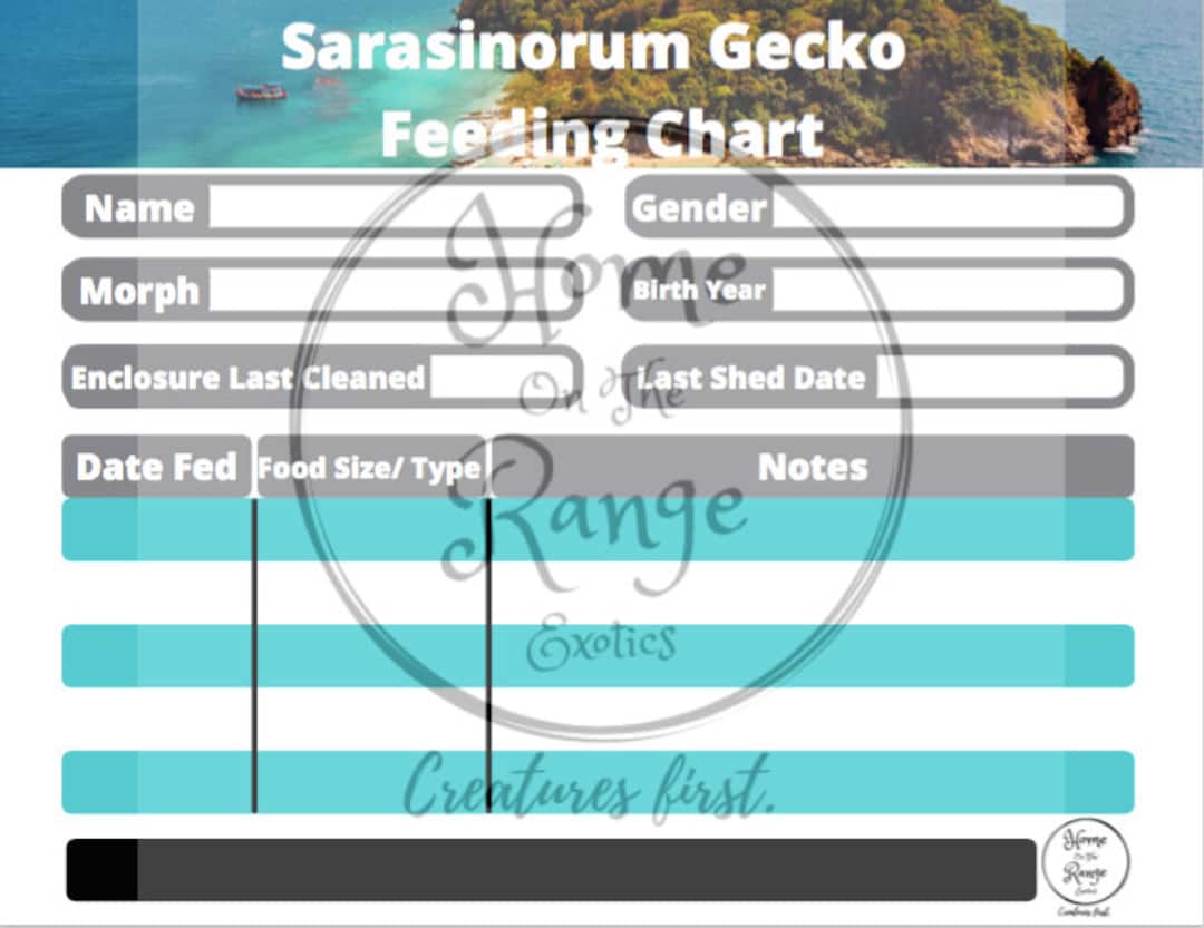 Sarasinorum Gecko Feeding Chart - Etsy