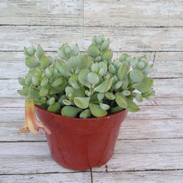 Cotyledon Pendens - Etsy