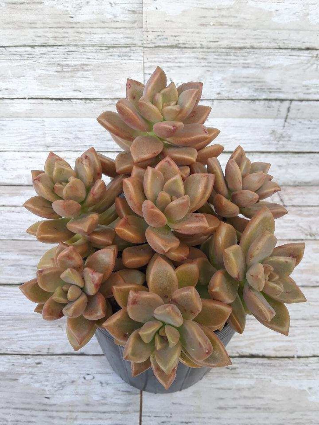 Graptosedum 'bronze' - Etsy