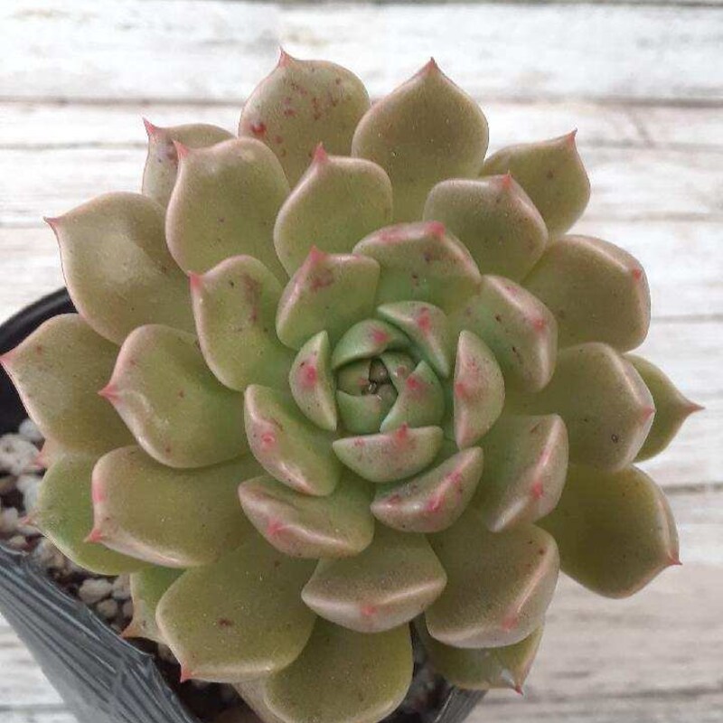 Graptoveria - Etsy