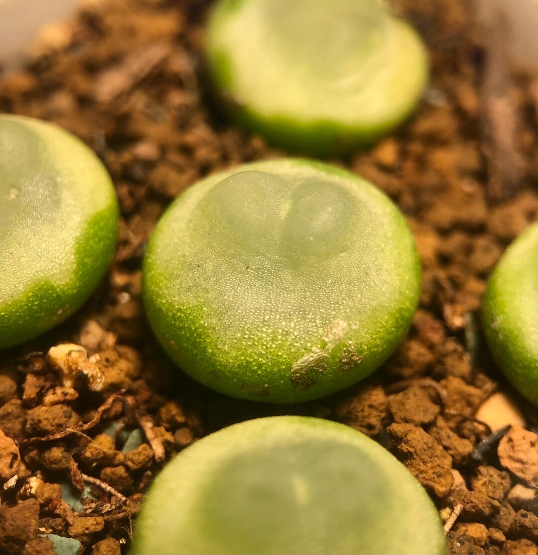 Conophytum Ratum(sh1200), Live Plants, Cute Plants, Medium , Randomly ...