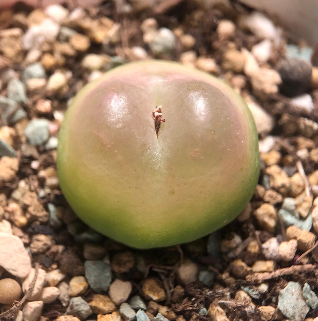 Conophytum Ratum, Live Plant, Cute Plant, Same as Pic2.3cm - Etsy