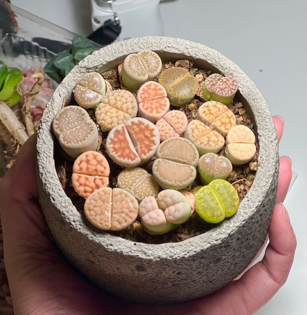 Colorful Lithops, Randomly Pick Large/medium/small Live Plants, Living ...