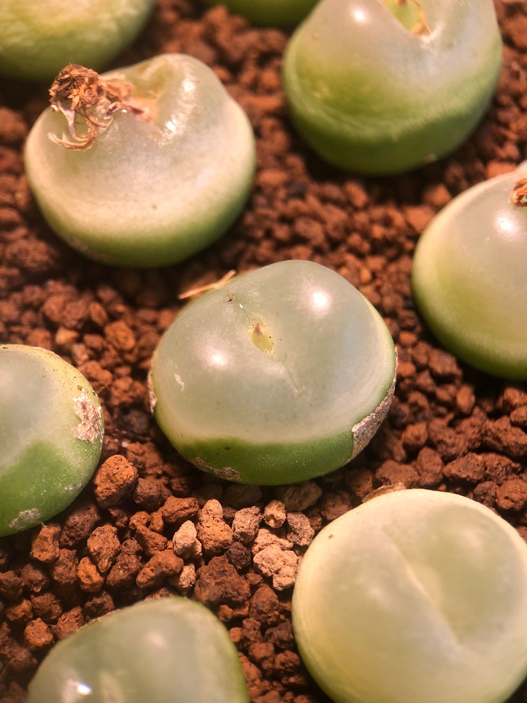 Conophytum Ratumsh1200, Live Plants, Cute Plants, Large, Randomly Pick ...