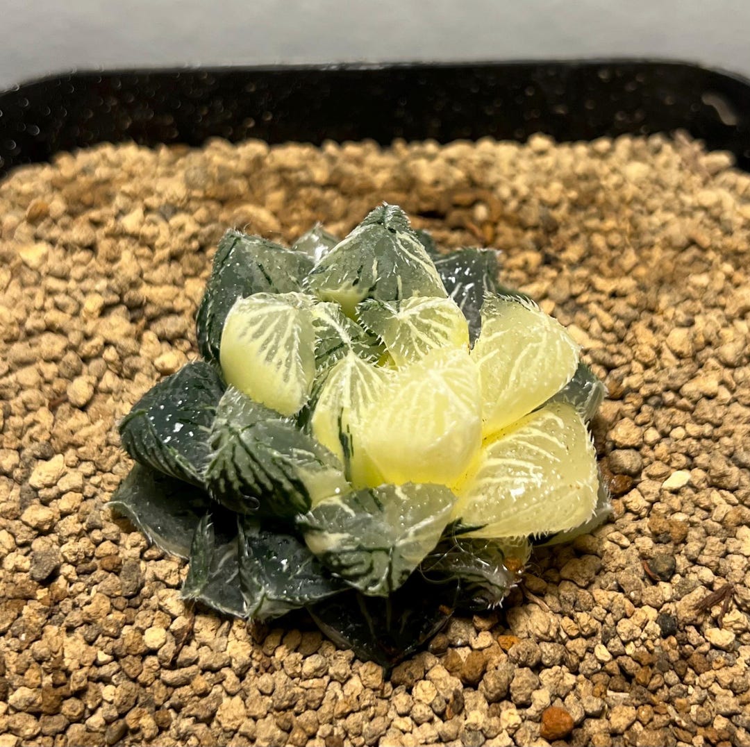 Haworthia Obtusa X Retusa Hyb. Variegated, Live Plant, Same as Pic1.5 - Etsy