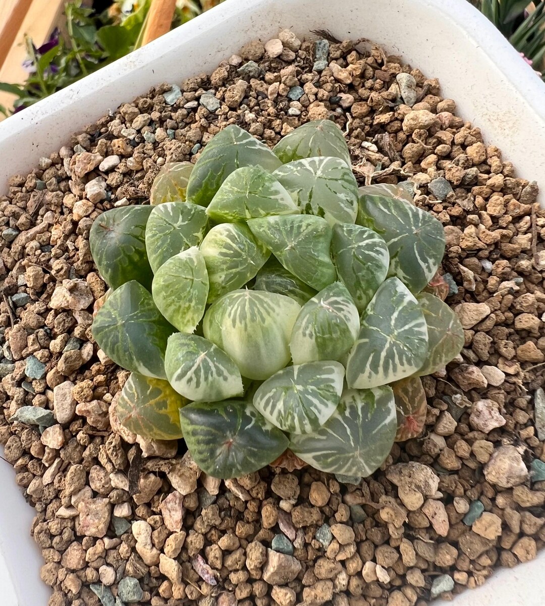 Haworthia Cooperi Variegated ‘plastic Skin’, Live Plant, Same as Pic ...