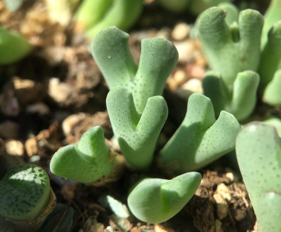 Cono. Quaesitum Cluster - Plant - Etsy