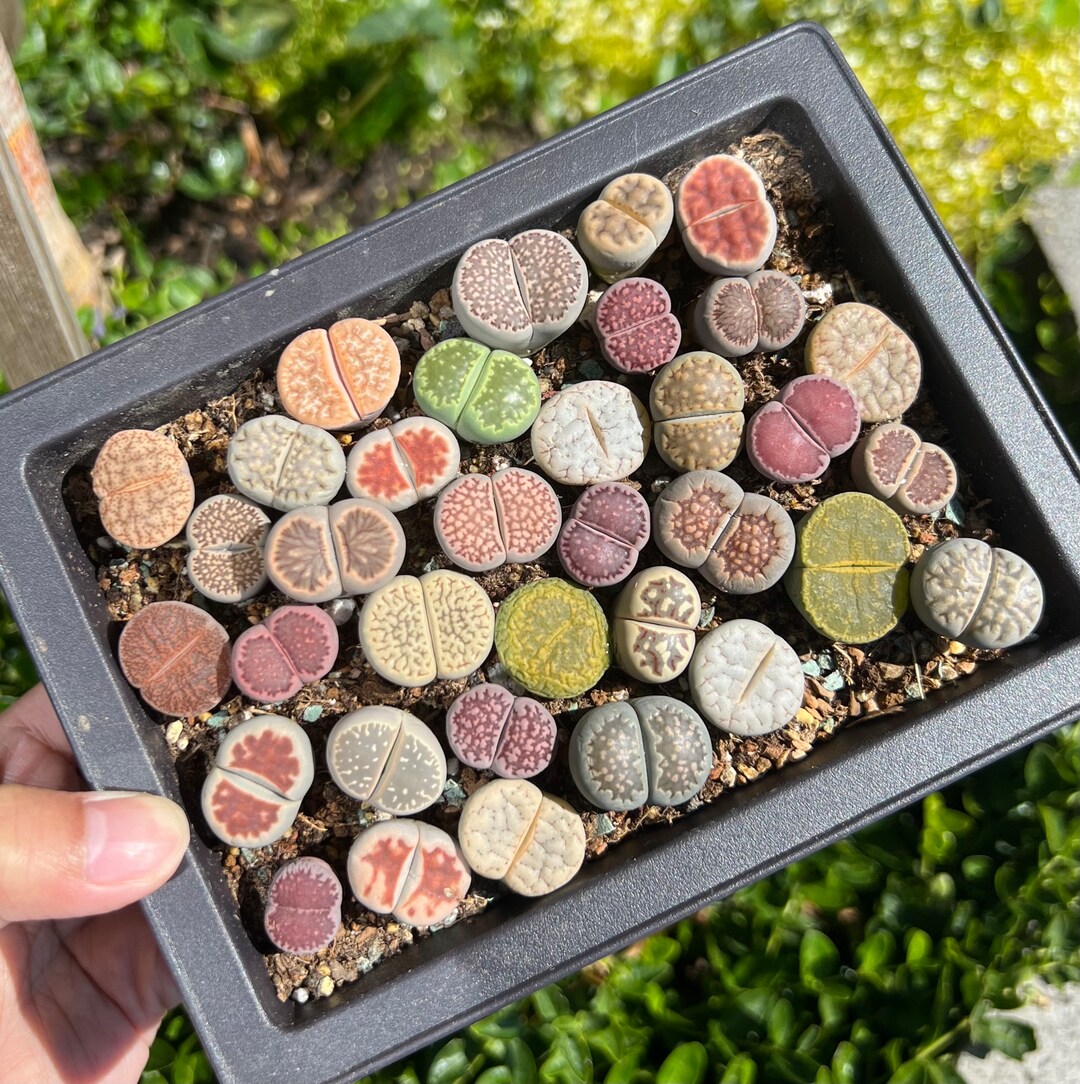 Colorful Lithops, Randomly Pick Large/medium/small Live Plants, Living ...