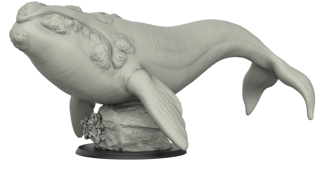 Whale - Ideal for Dungeons and Dragons and Other Tabletop Rpgs ...