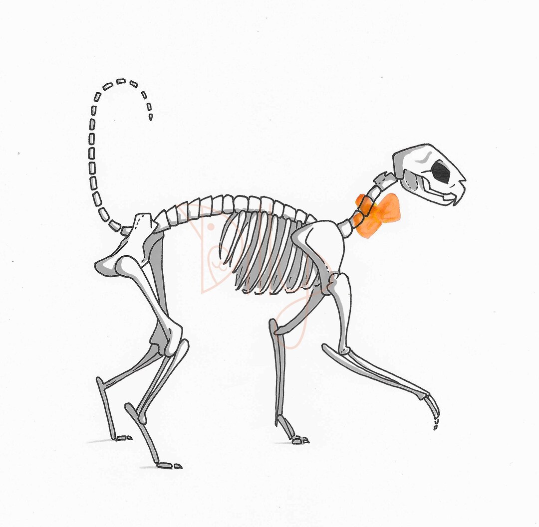 Skeleton Cat, Original Ink Drawing One of a Kind [ORIGINAL] - Etsy
