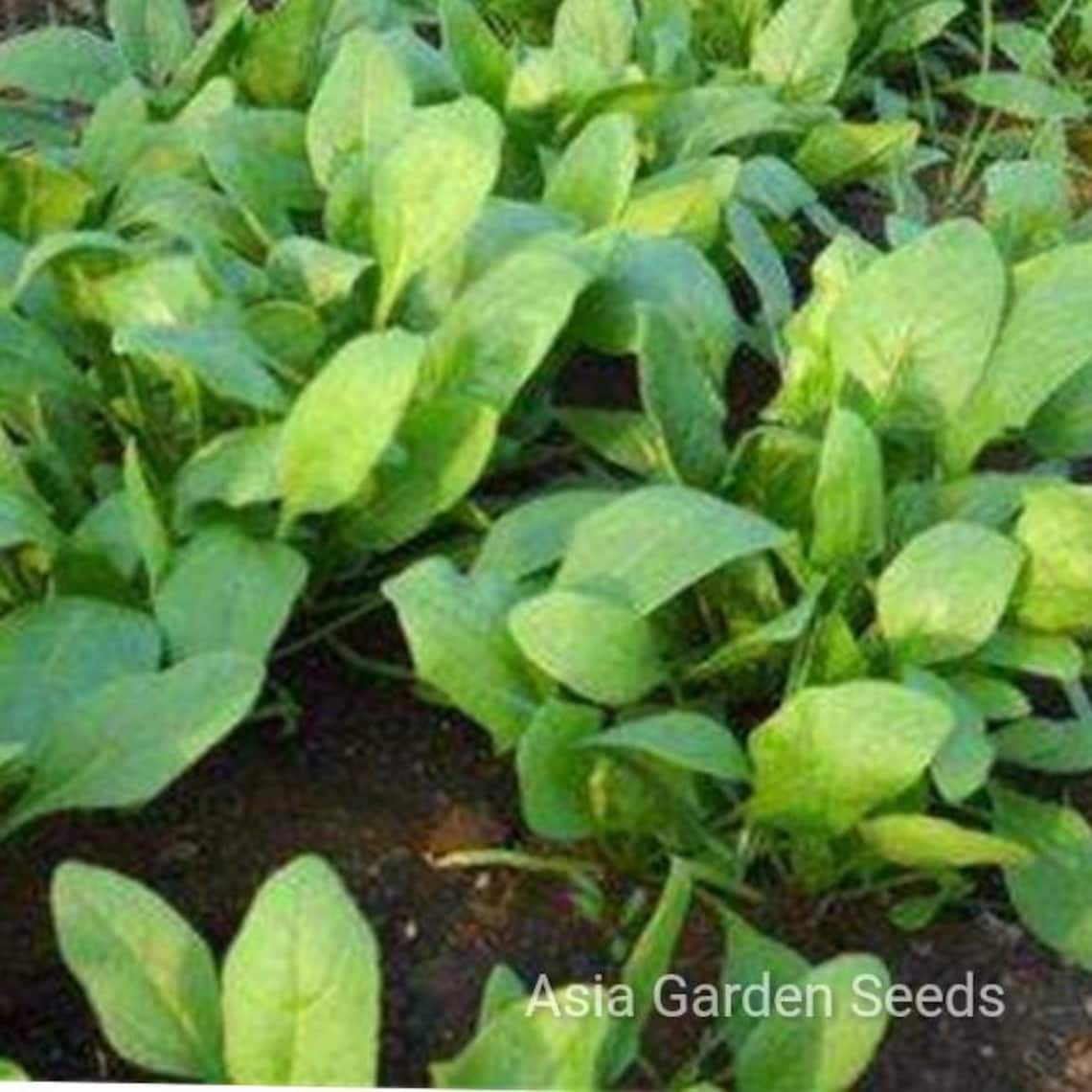 4g 200 Oriental Edible Chinese Spinach Hybrid Seeds 中国波菜 - Etsy