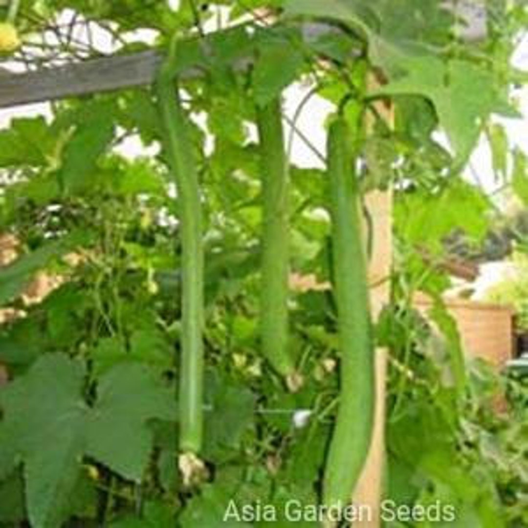 15 Extra Long Luffa Gourd Seeds 超长丝瓜 Sponge Gourd Non-gmo - Etsy