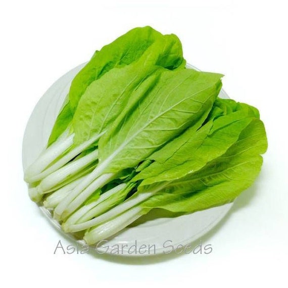 4g 1500 Baby Taiwan Pak Choi Seeds 台湾小白菜 Bok Choy Non-gmo | Etsy