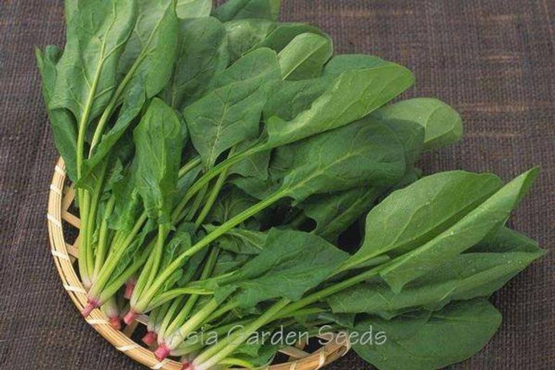 4g 200 Oriental Edible Chinese Spinach Hybrid Seeds 中国波菜 - Etsy