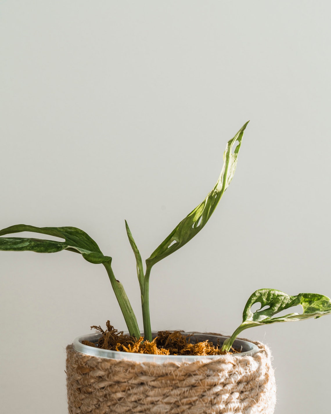 Monstera Adansonii Indonesian Marble Variegata | Etsy