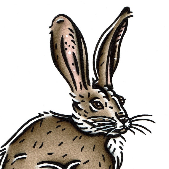 Black Tailed Jackrabbit Drawing