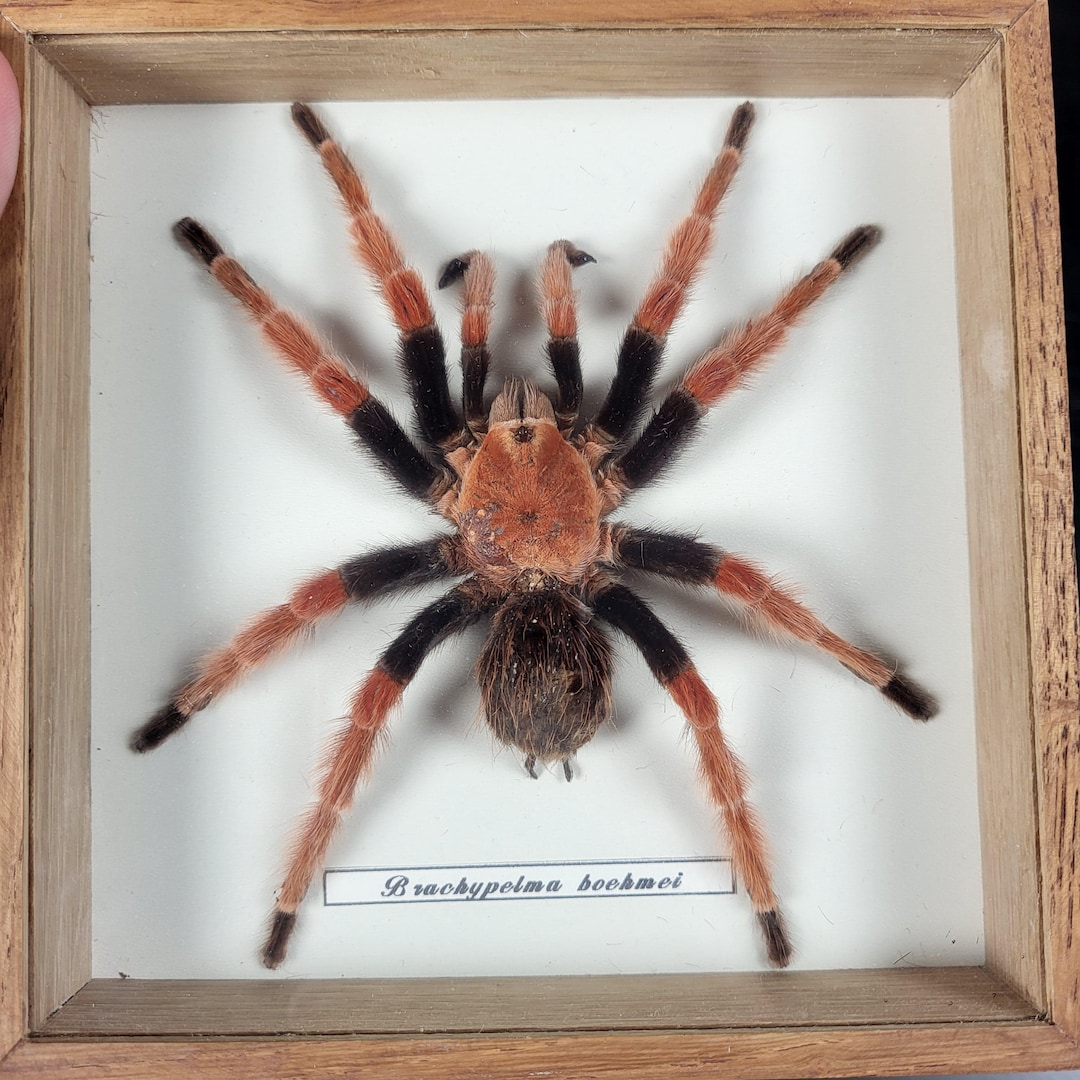Real Mounted Tarantula - Brachypelma Boehmei Male - TAXIDERMY - Etsy