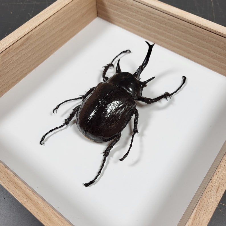 Véritable scarabée rhinocéros encadré Megasoma mars MÂLE PARFAIT rare ...