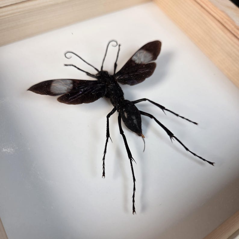 Real Mounted Tarantula Hawk - Hemipepsis Speculifer Taxidermy, A1 - Etsy