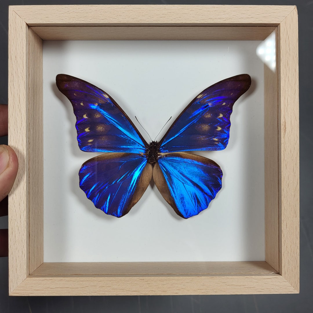 Real Mounted Morpho Rhetenor Cacica F. Paradisiaca RARITY - Etsy