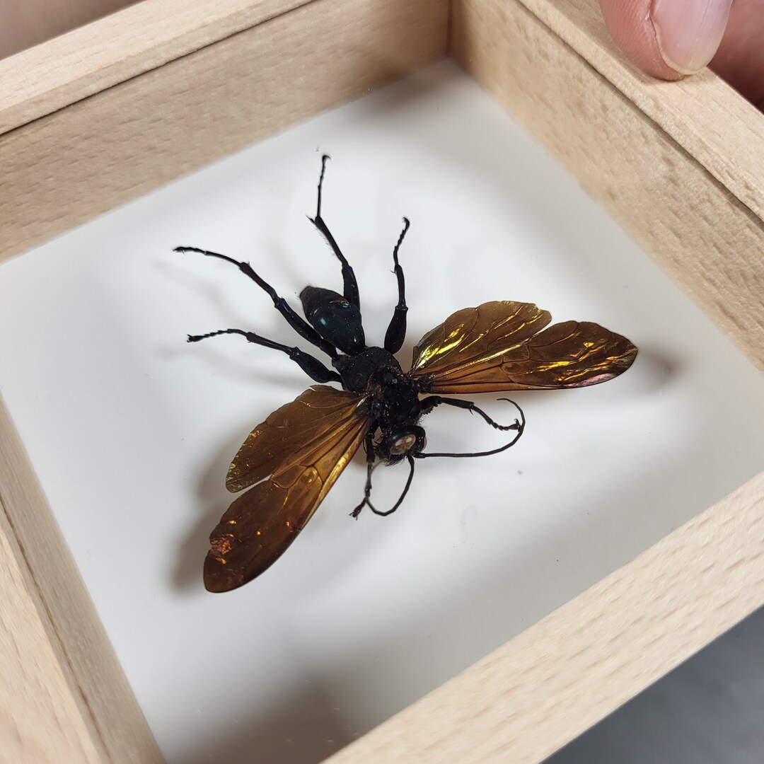 Real Mounted Sphecid Metallic Wasp Sphecidae Sp. AMAZING WINGS - Etsy