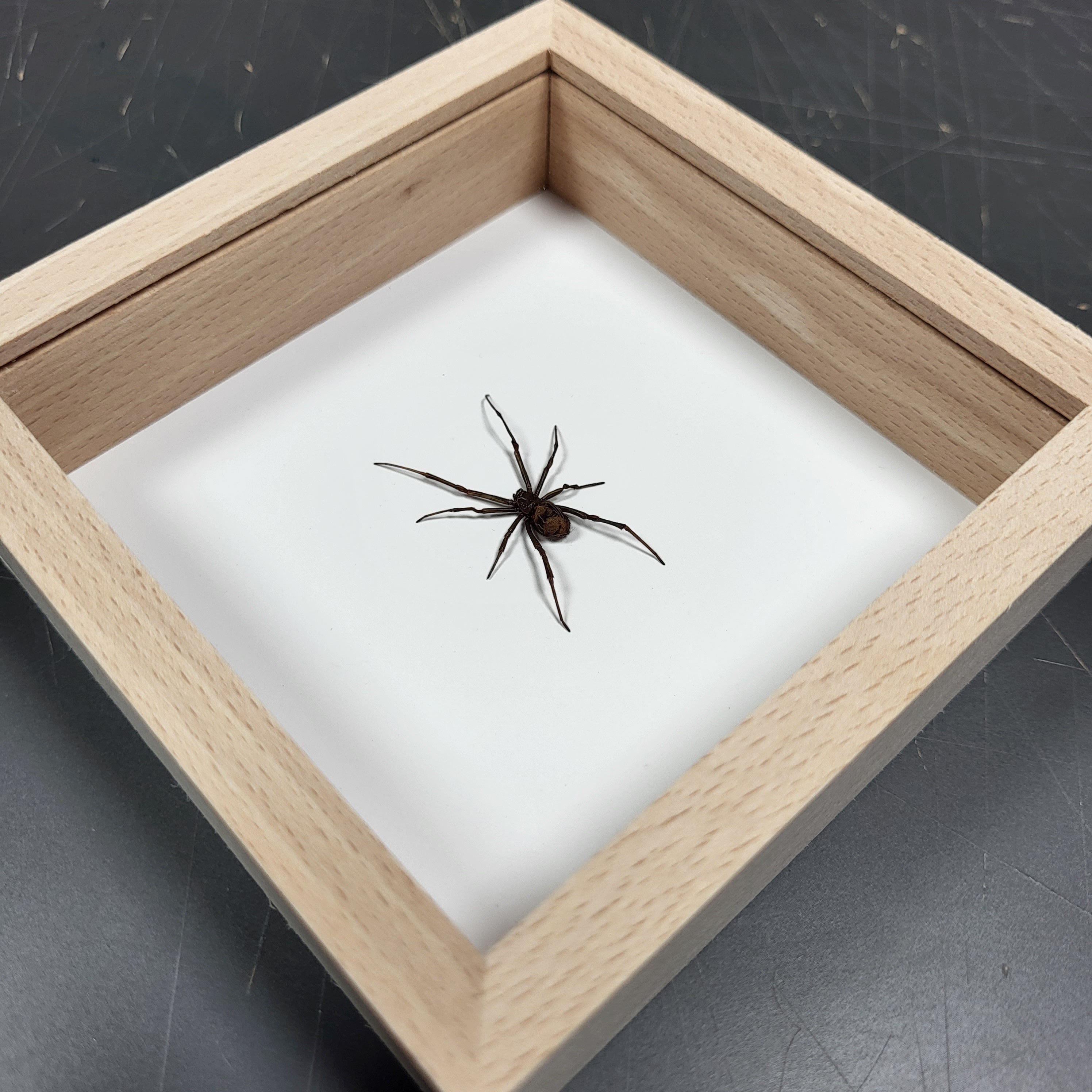 Real Mounted Widow Spider Latrodectus Obscurior Hard to Get - Etsy