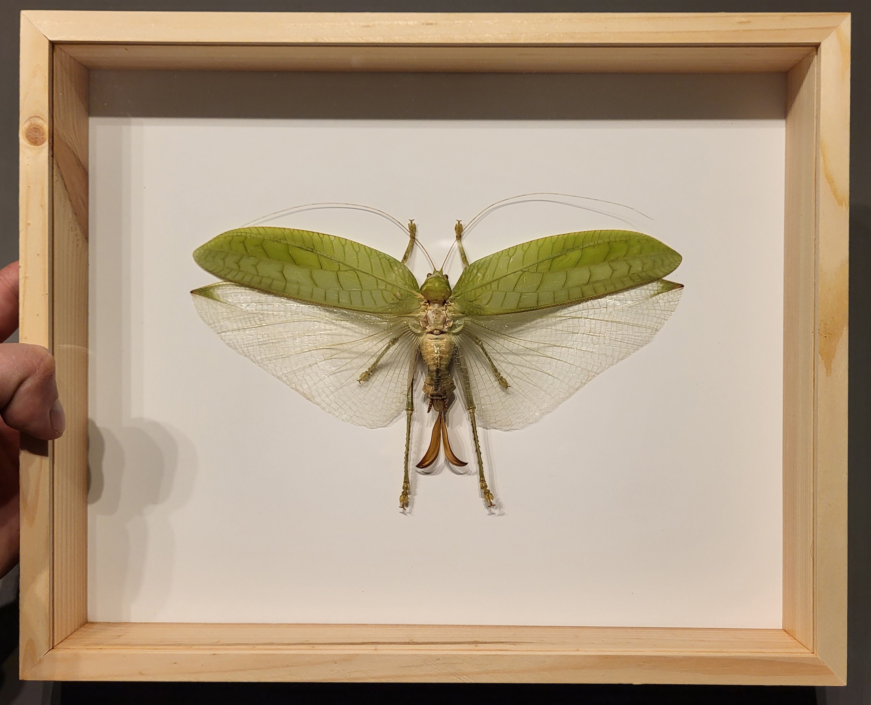 Real Framed Giant Katydid HUGE Over 20 Cm Wingspan. - Etsy